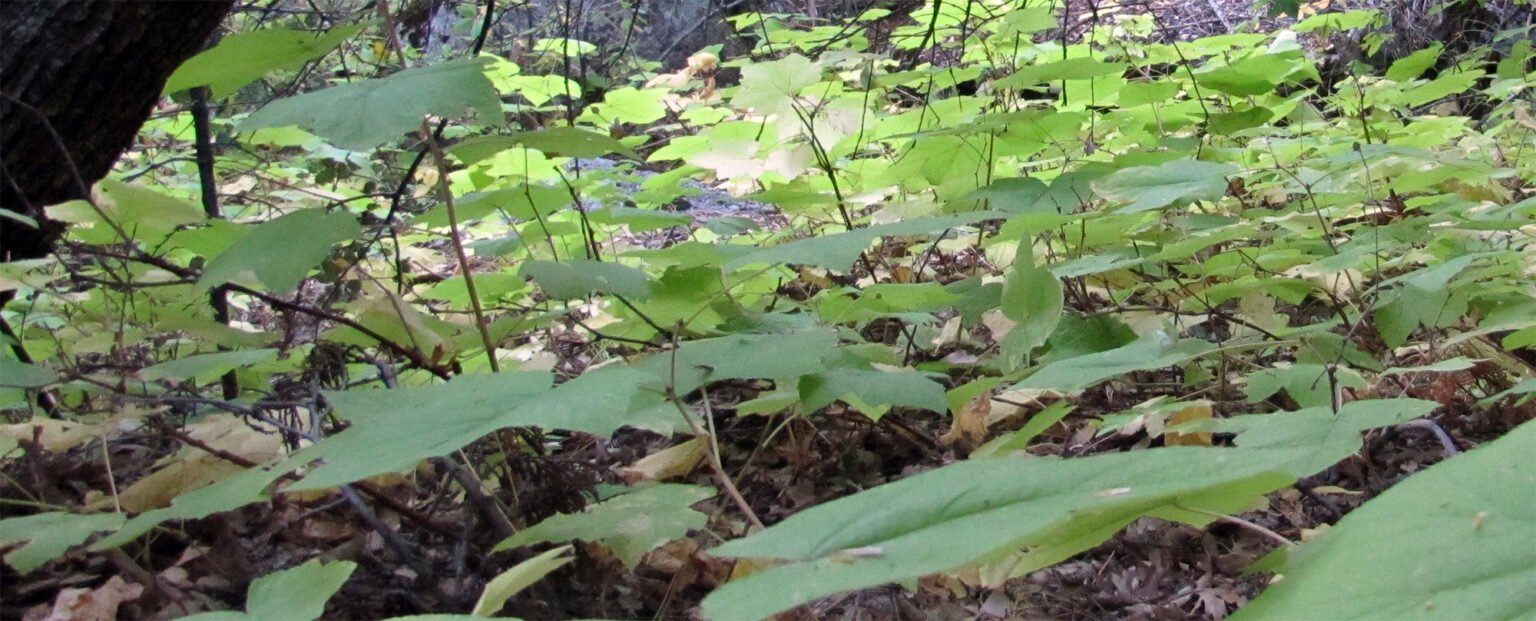 Home of the Automated Mini Rhizotron – RhizoSystems, LLC